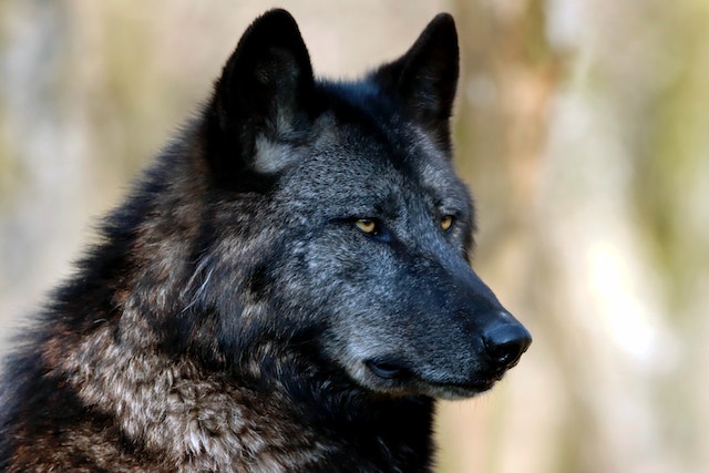 Mission: Wolf